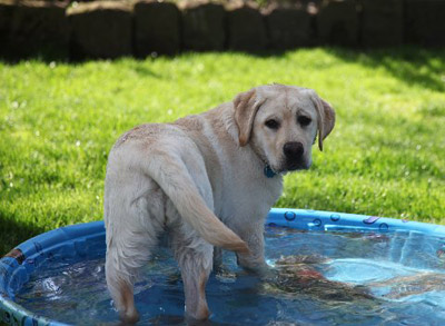 Carriage Hills Labs - Photographs