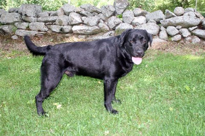 Carriage Hills Labs - Photographs