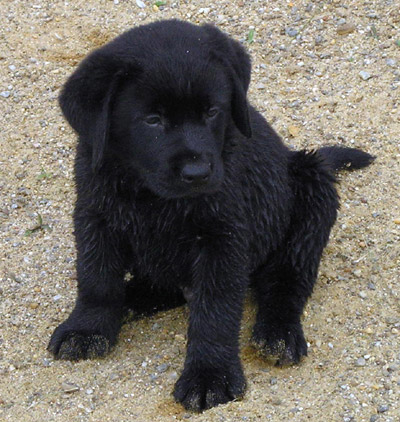 Carriage Hills Labs - Photographs