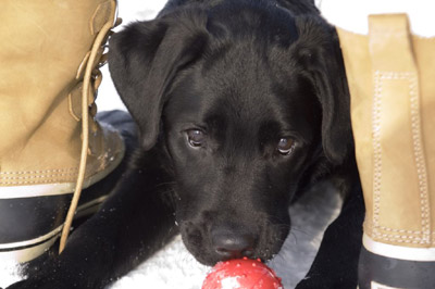 Carriage Hills Labs - Photographs